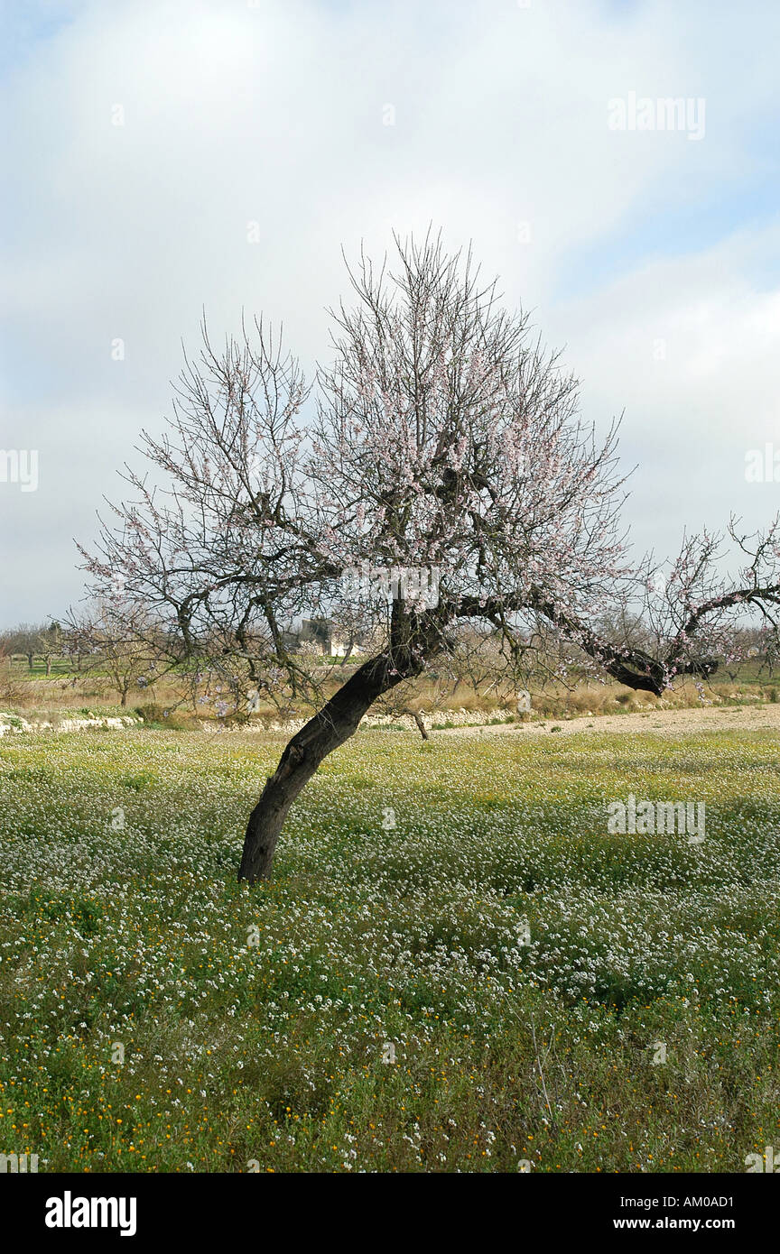 Wide open fields of Almond trees in Majorca's inland farms and orchards ...