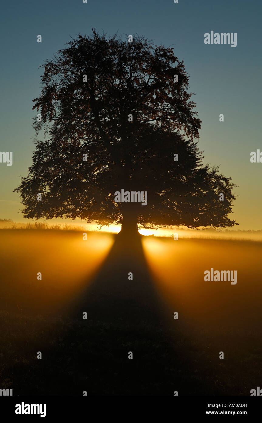 Buchen baum bäume beech fagus tree trees hi-res stock photography and ...