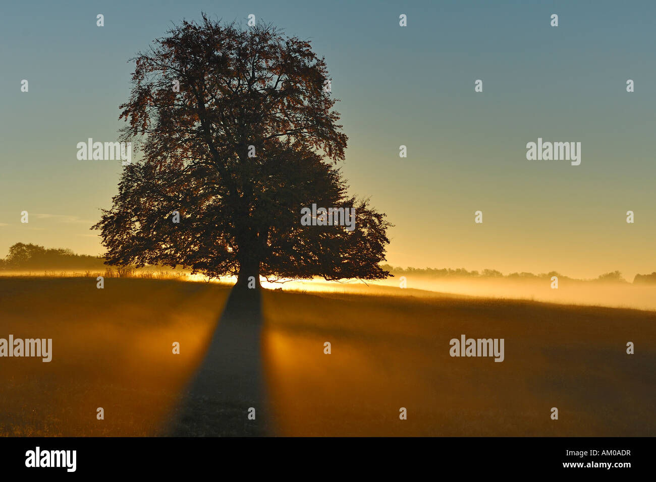 Buchen baum bäume beech fagus tree trees hi-res stock photography and ...