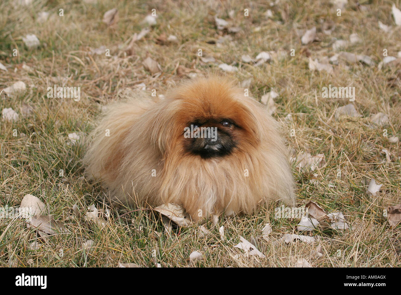 Pekingese pug hi-res stock photography and images - Alamy