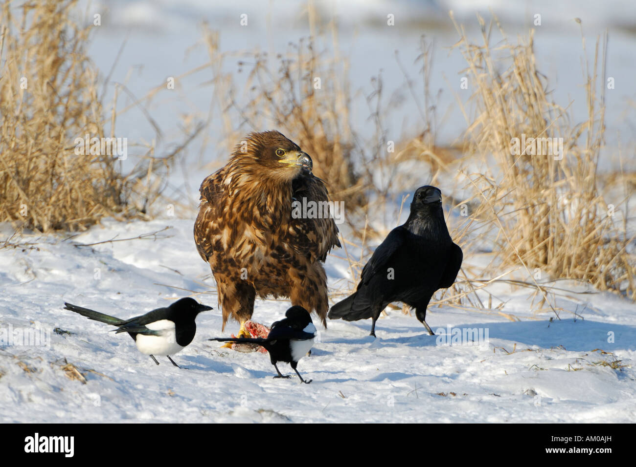 Common Raven, White Tailed Eagle, European Magpie at the bait Stock ...