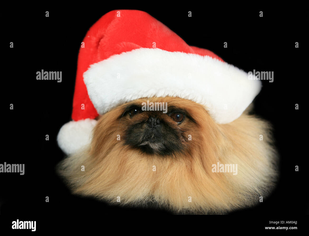 Pekingese dog in christmas hi-res stock photography and images - Alamy