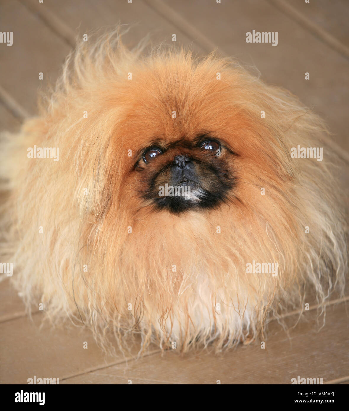 Pekingese Dog portrait Stock Photo - Alamy