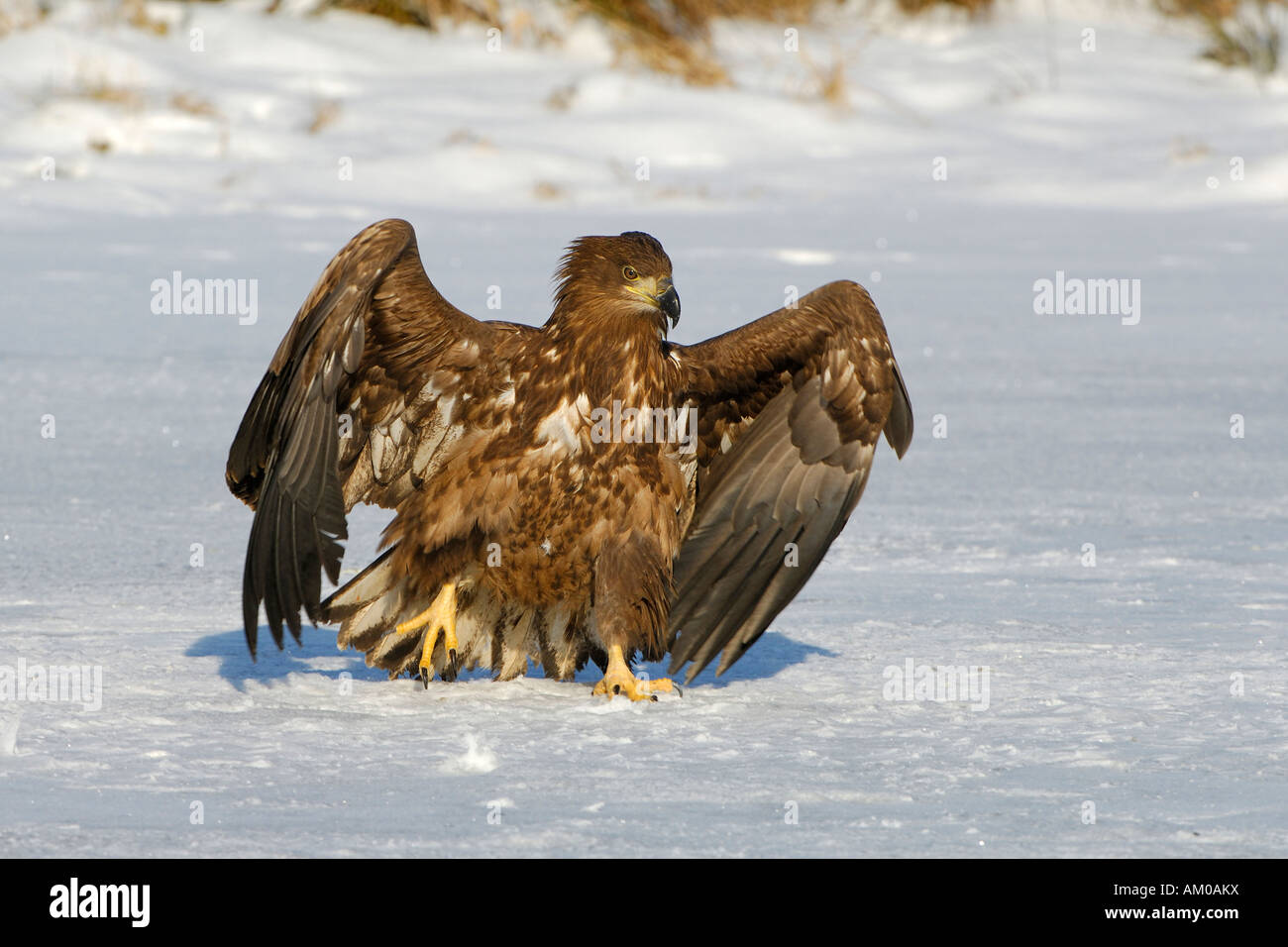 White Tailed Eagle running over a frozen surface Stock Photo - Alamy