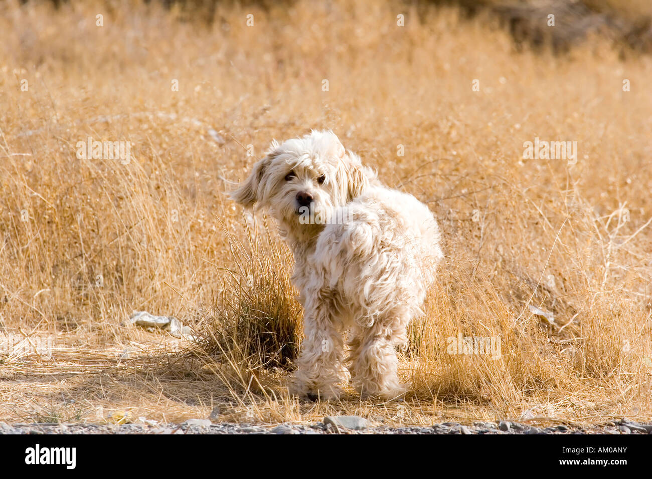 Lost white Dog in golden Field Stock Photo - Alamy