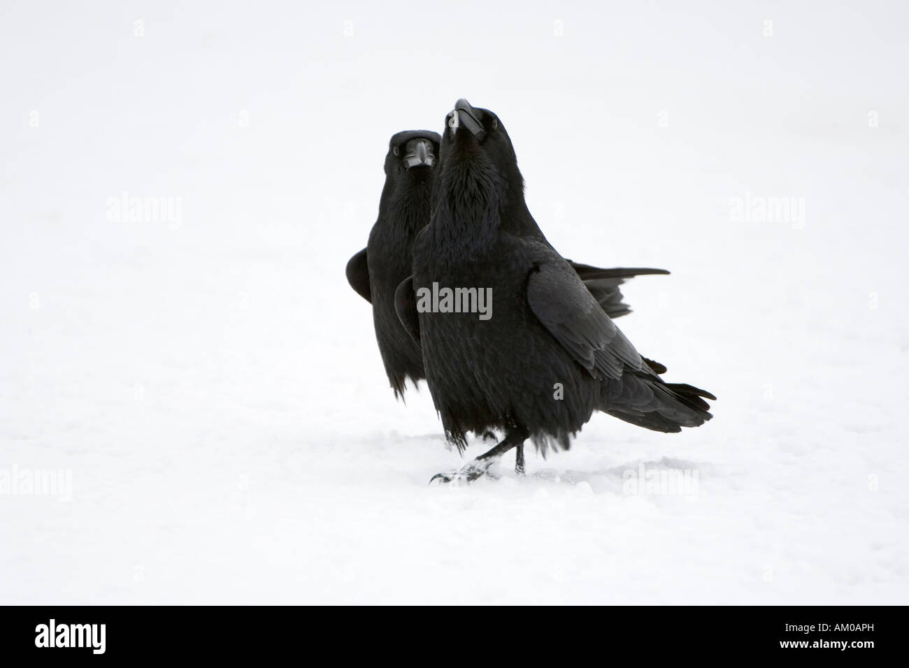 Raven courtship hi-res stock photography and images - Alamy
