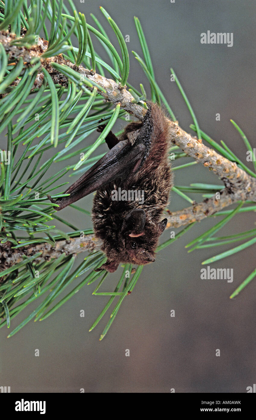 Silver haired bat hi-res stock photography and images - Alamy