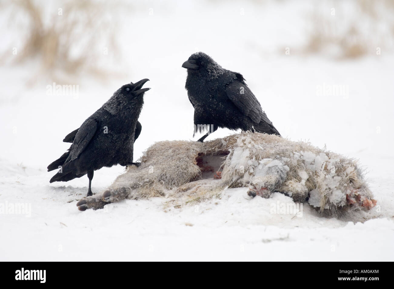 Toter rabe hi-res stock photography and images - Alamy