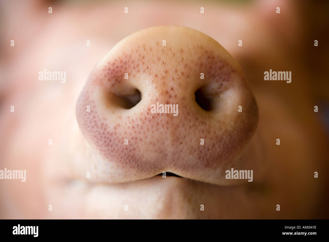 Market pigs hi-res stock photography and images - Alamy
