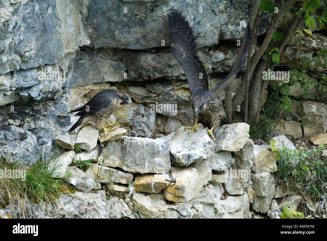 Falcons hi-res stock photography and images - Alamy