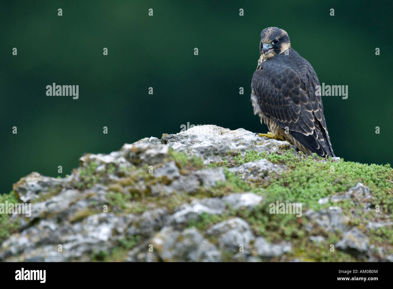 Peregrine Falcon (Falco peregrinus), fledgling, sitting Stock Photo - Alamy