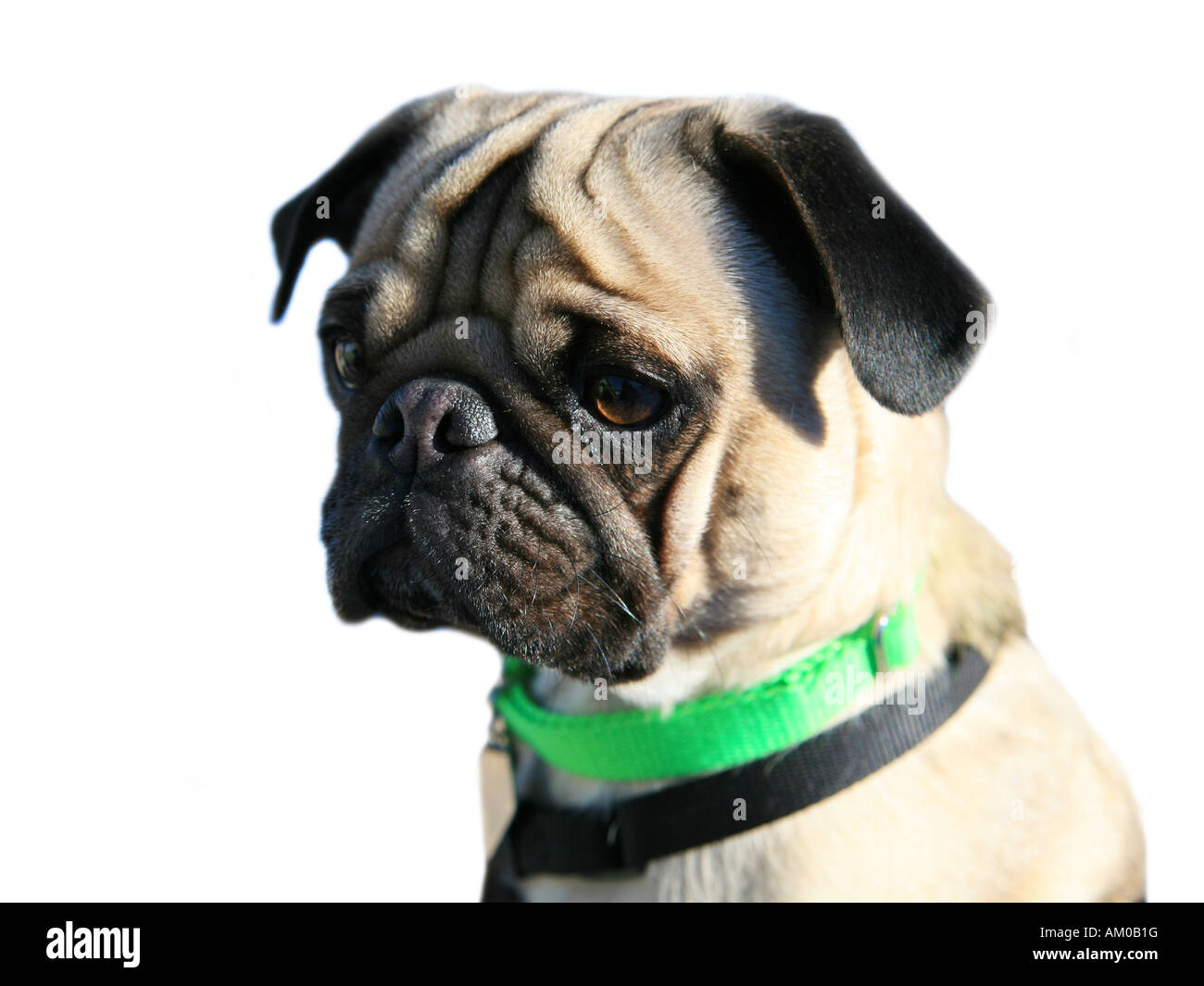 Pug dog headshot isolated on white Stock Photo - Alamy