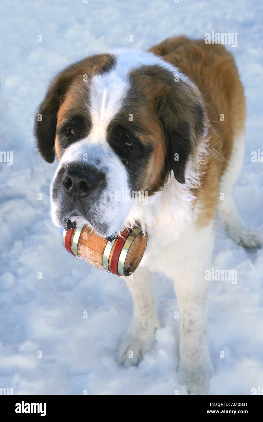 Saint bernard dog in snow hi-res stock photography and images - Alamy