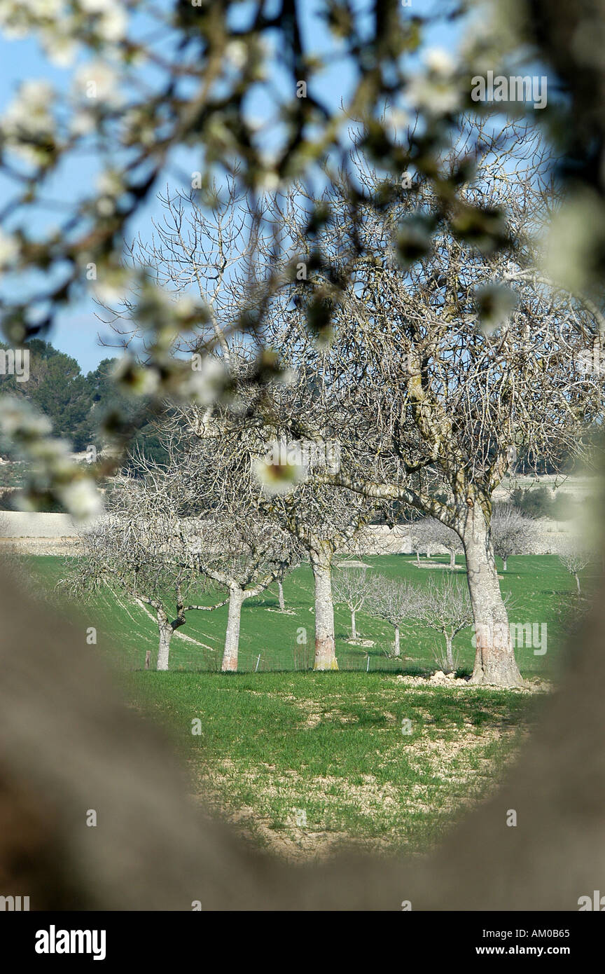 Fig tree in Mallorca Winter in Majorca Spain Europe Mediterranean Stock ...