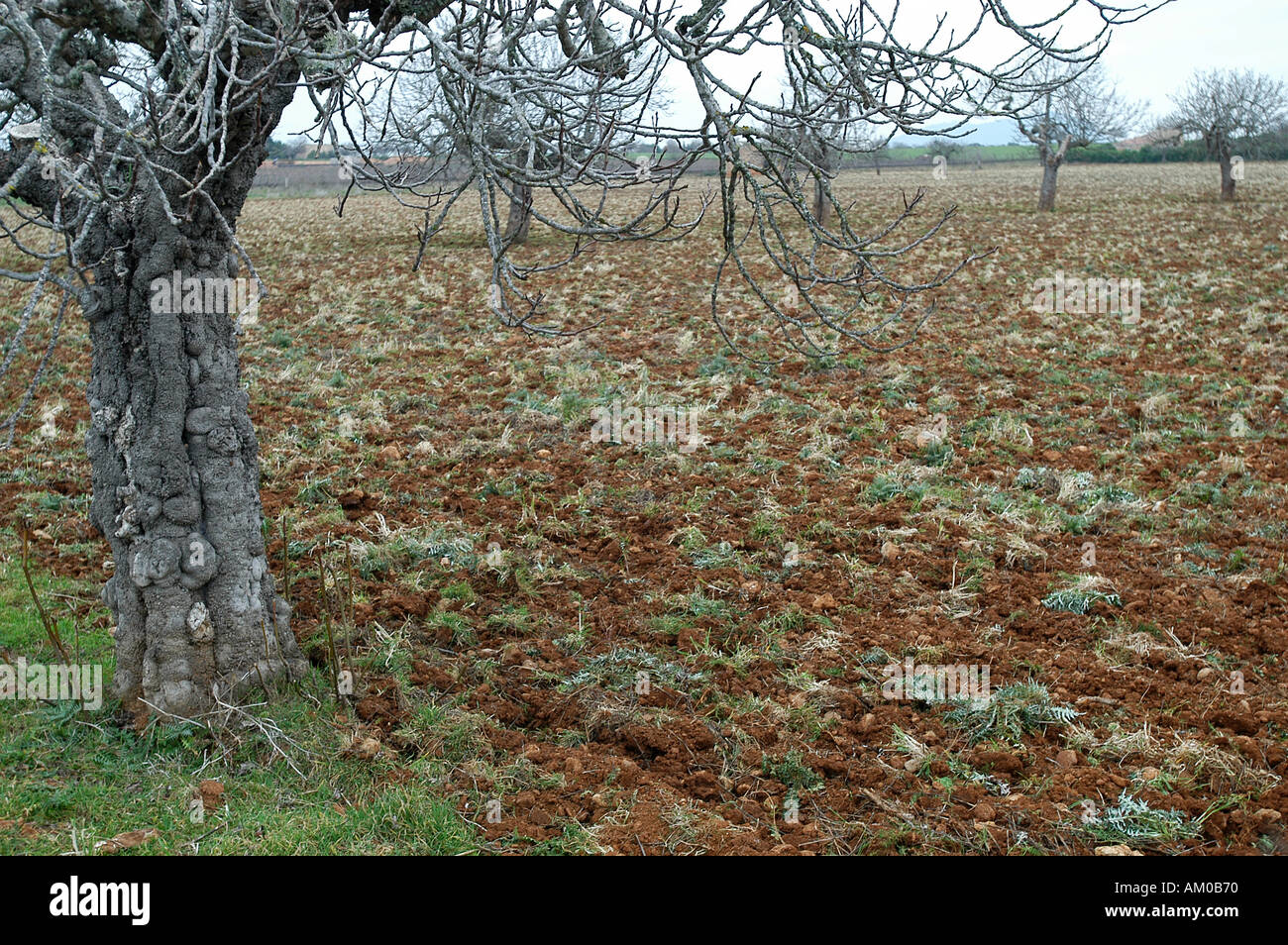 Fig tree in Mallorca Winter in Majorca Spain Europe Mediterranean Stock ...