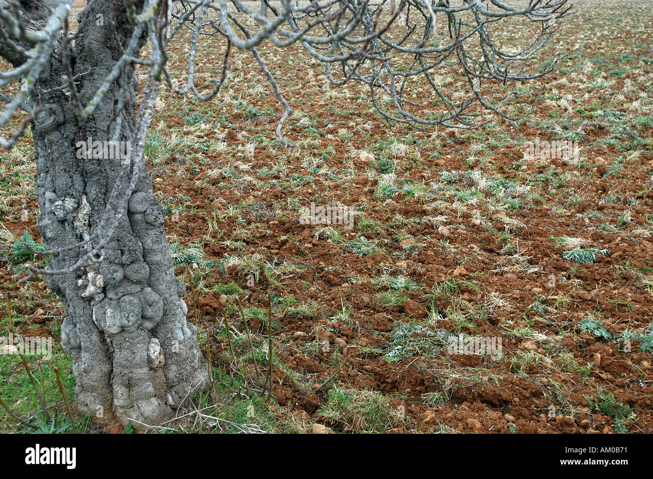Fig tree in Mallorca Winter in Majorca Spain Europe Mediterranean Stock ...