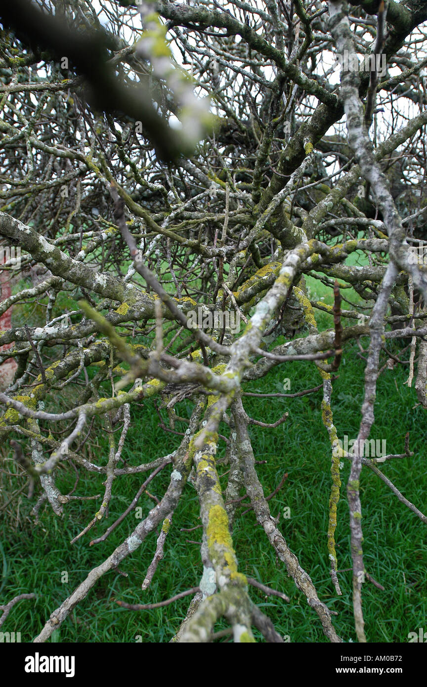 Fig tree in Mallorca Winter in Majorca Spain Europe Mediterranean Stock ...