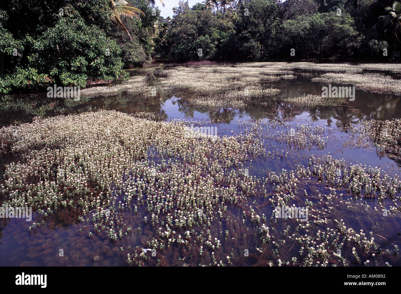 Spice plantation goa india hi-res stock photography and images - Alamy