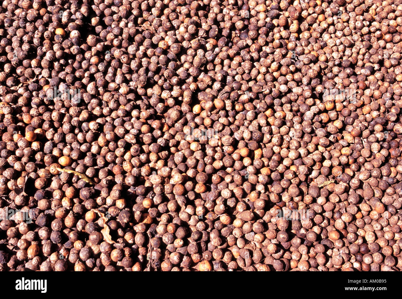 Betel nuts drying in the sun in Goa in South India Stock Photo - Alamy