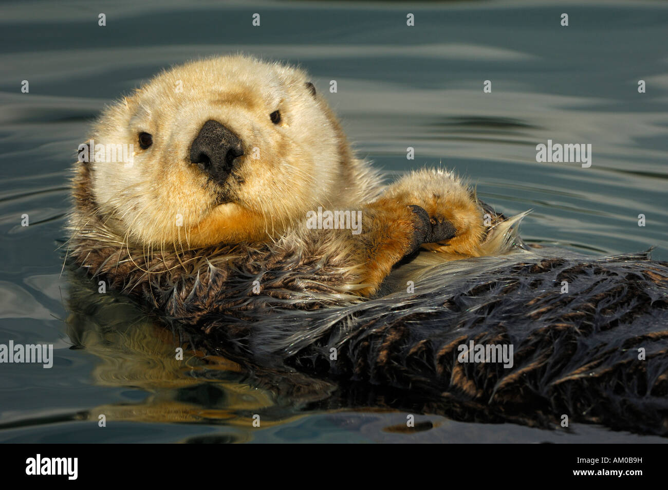 Sea otter (Enhydra lutris Stock Photo - Alamy