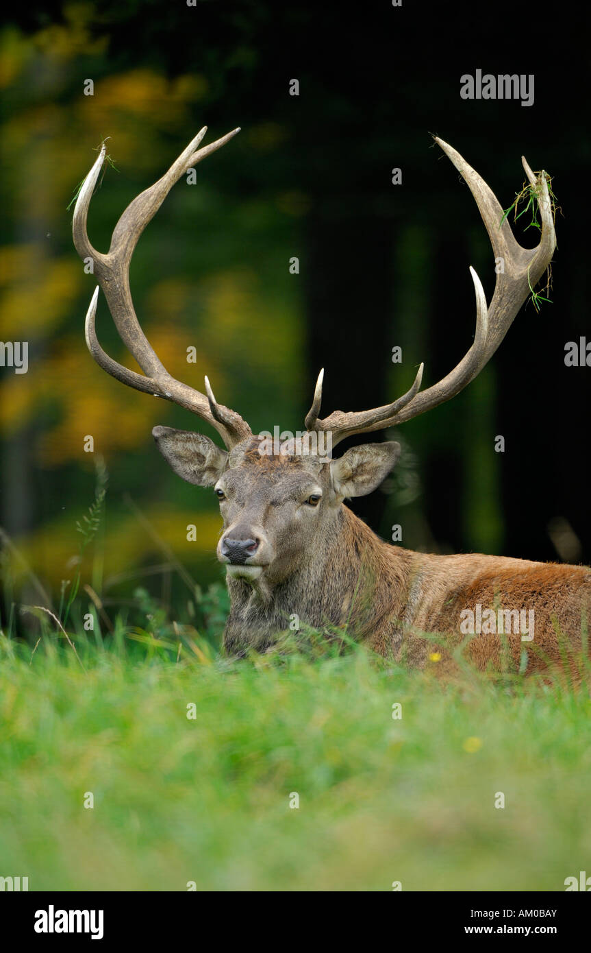 Red deer elk cervus hi-res stock photography and images - Alamy