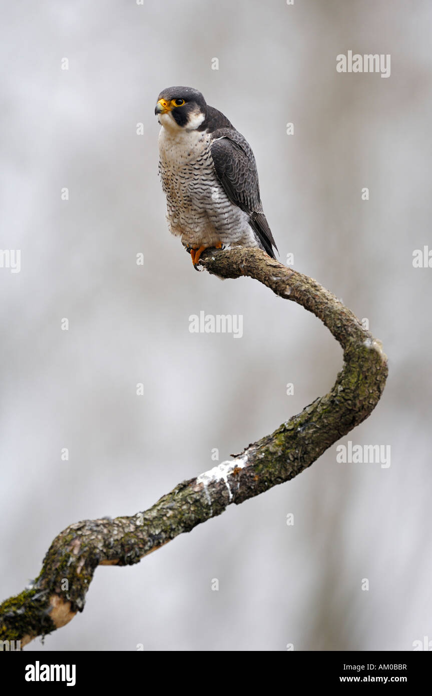 Peregrine falcon (Falco peregrinus), male Stock Photo - Alamy