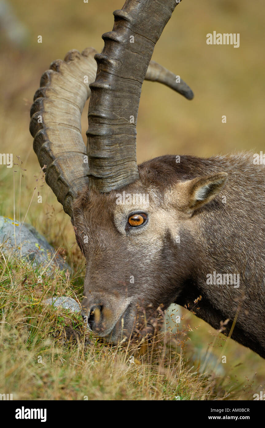 Alpine ibex (Capra ibex), male marks his territory with secretion from ...