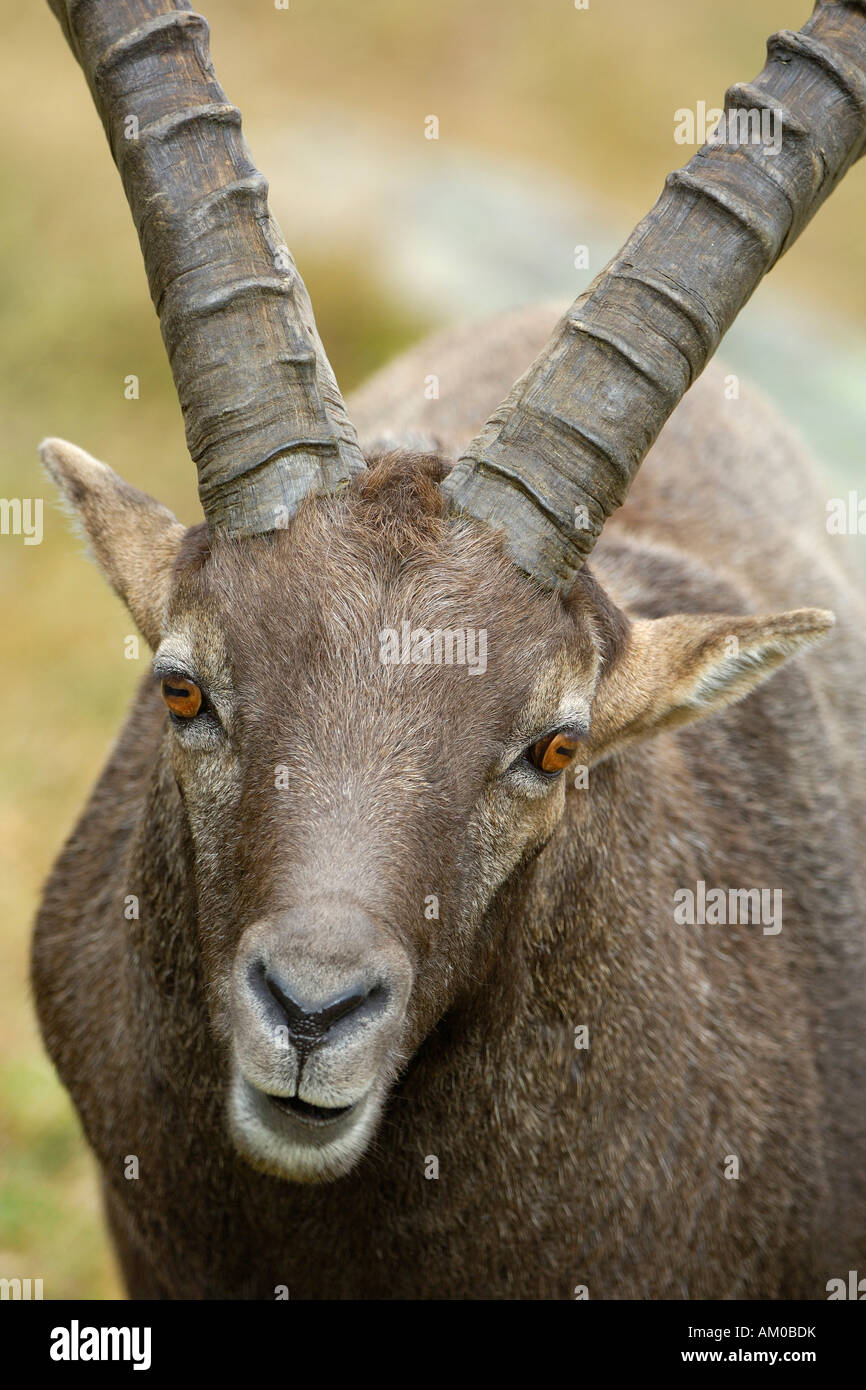 Heads of ibex hi-res stock photography and images - Alamy