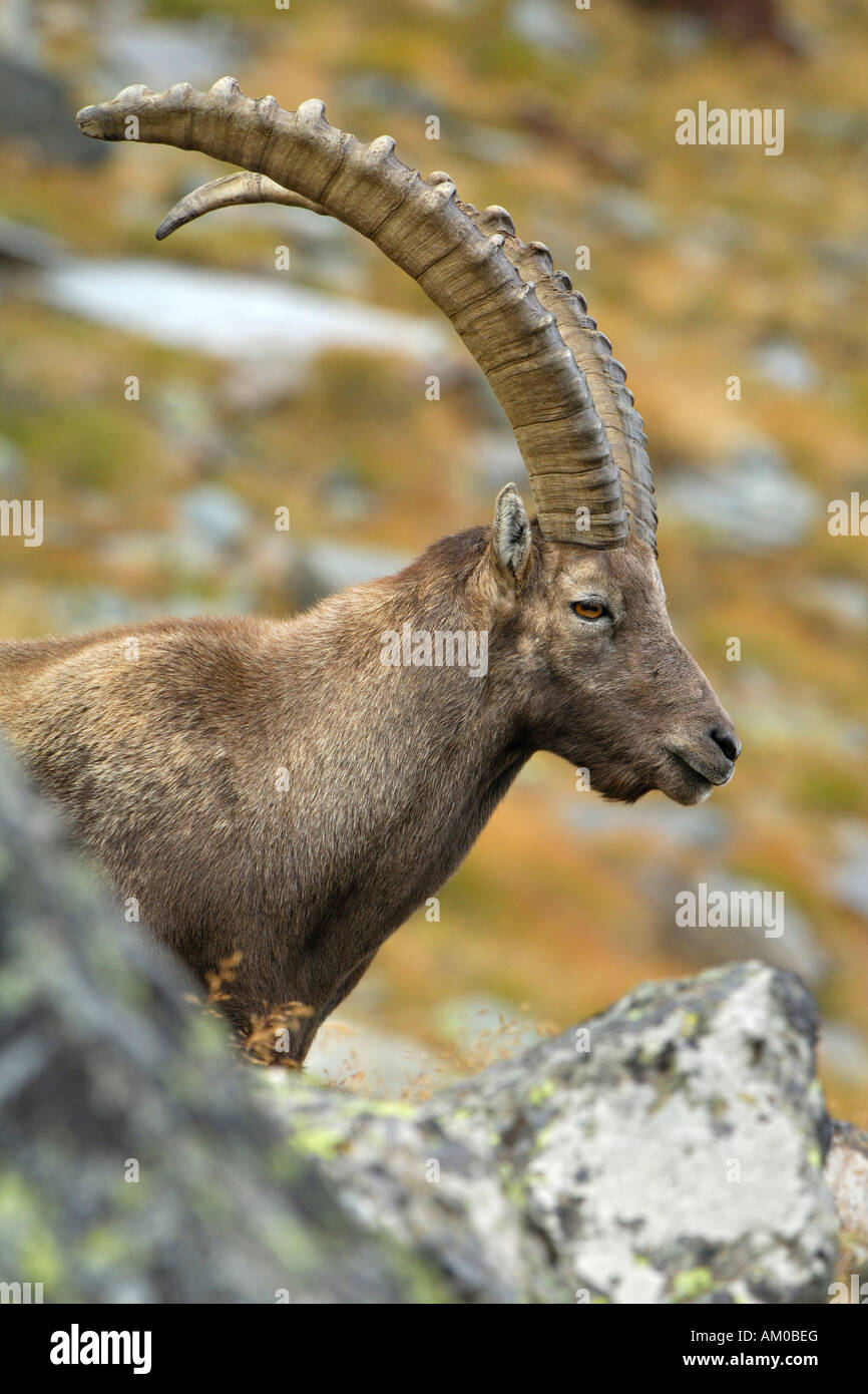 Capra ibex hi-res stock photography and images - Alamy