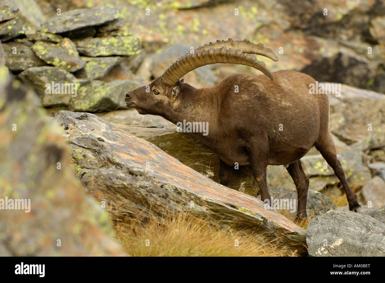 Alpine ibex (Capra ibex Stock Photo - Alamy