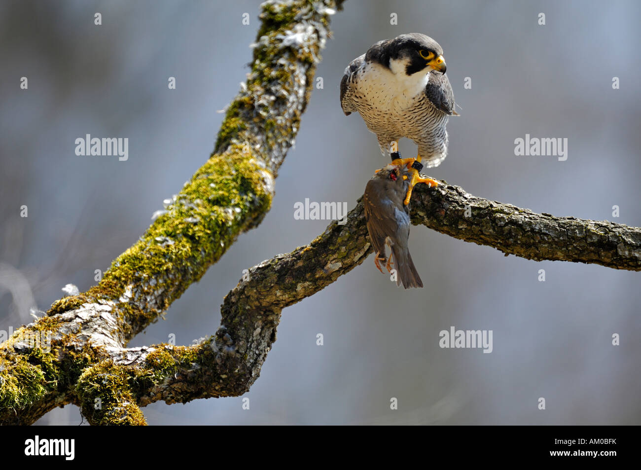 Peregrine falcon (Falco peregrinus), male with bag Stock Photo - Alamy