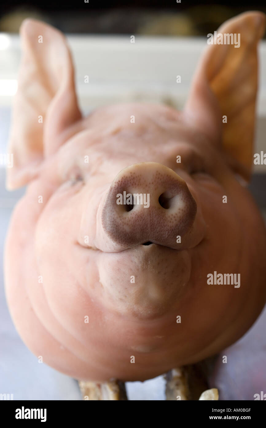 Pigs head to head hi-res stock photography and images - Alamy