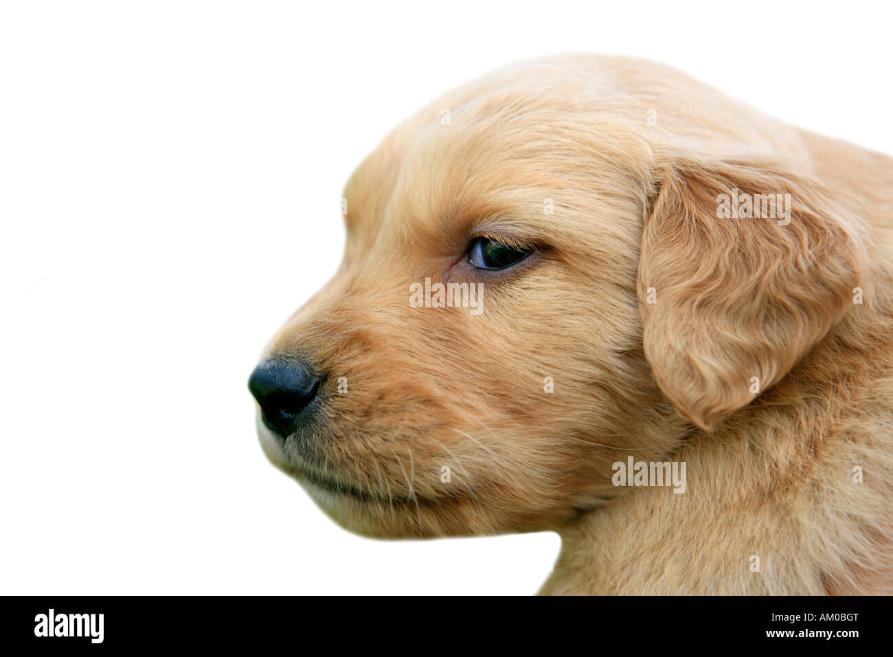 Puppy profile hi-res stock photography and images - Alamy