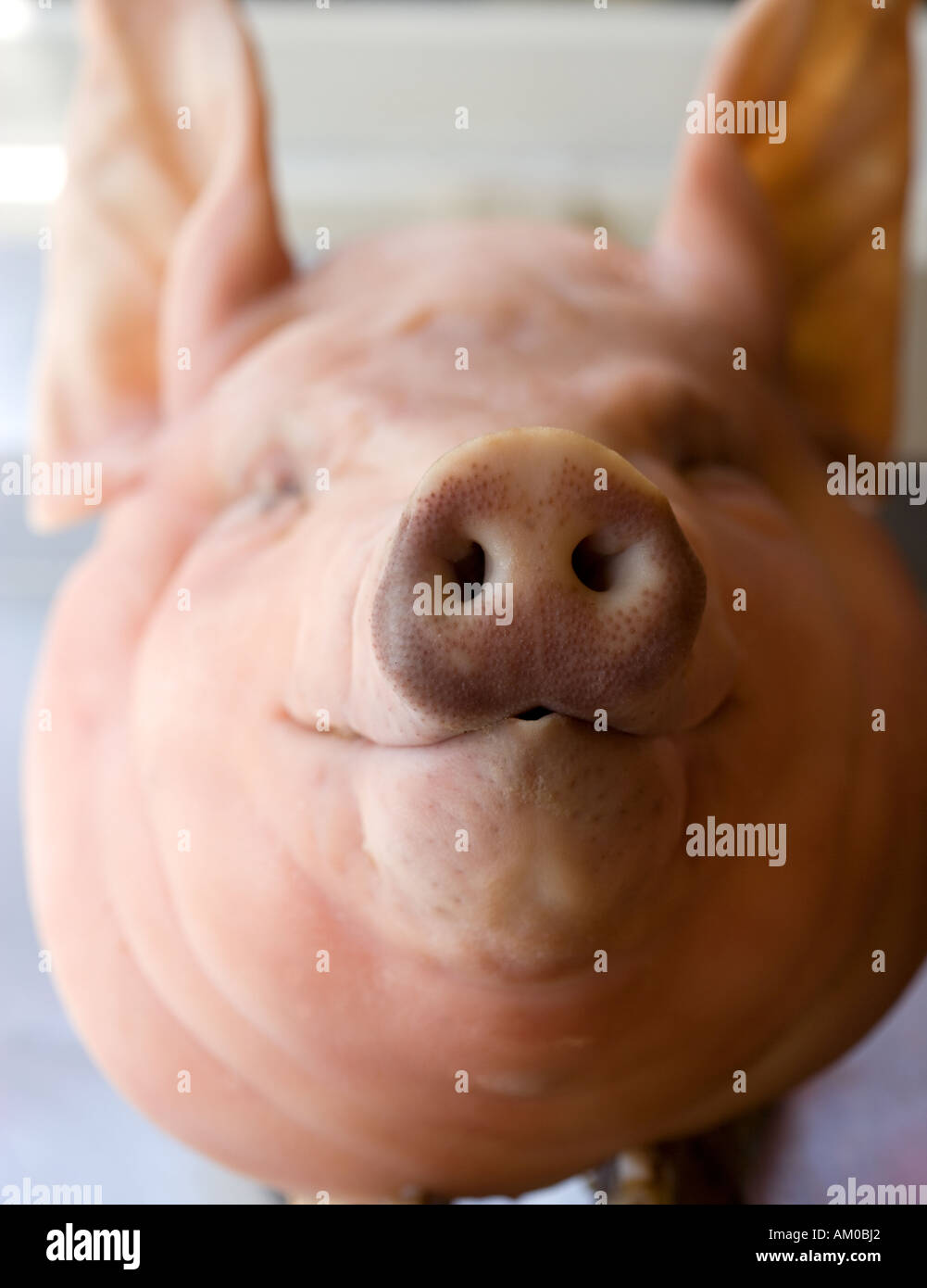 Pigs head hi-res stock photography and images - Alamy