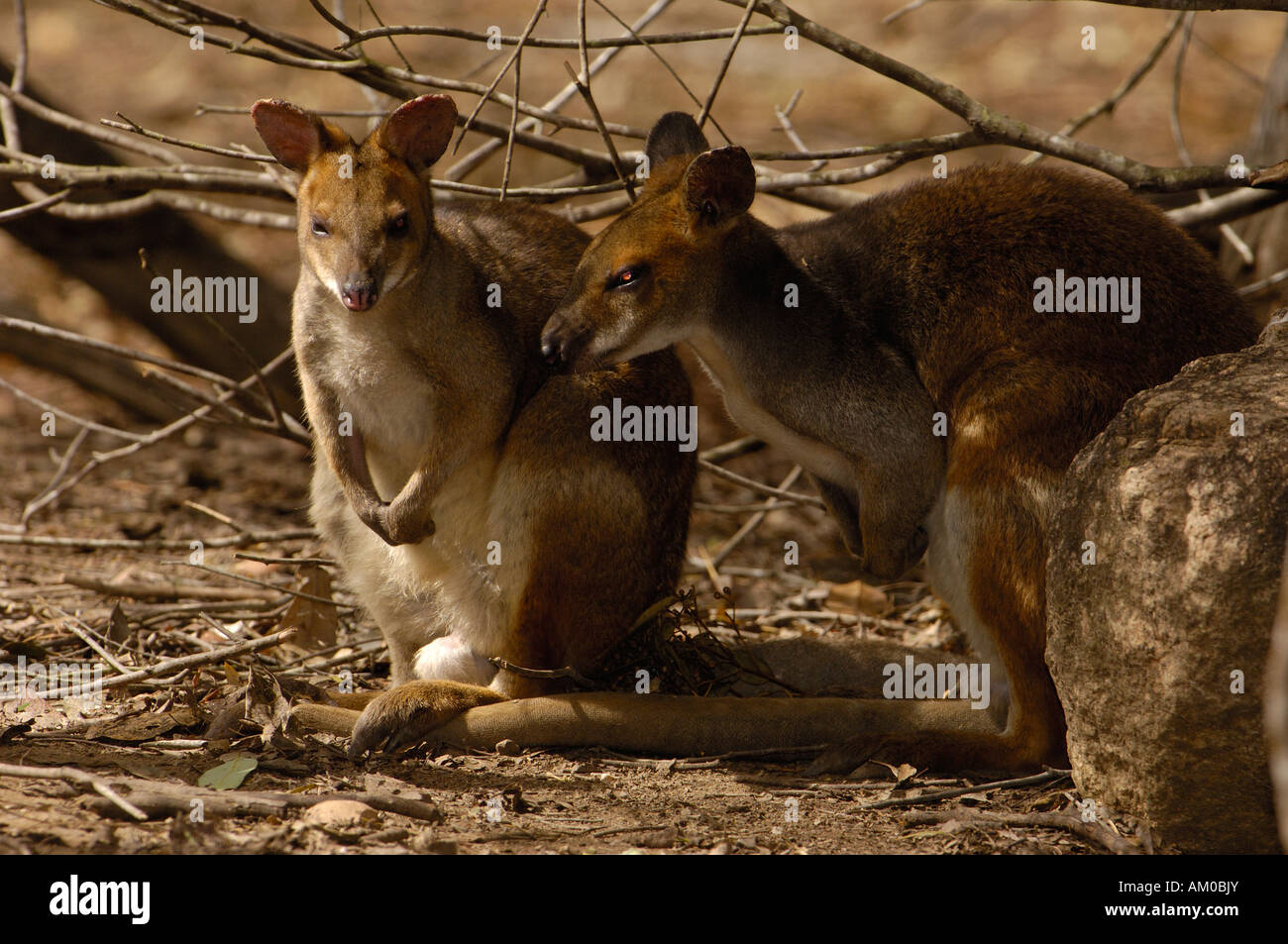 Red-legged Pademelon (Thylogale stigmatica) CAPTIVE. Eastern rain ...
