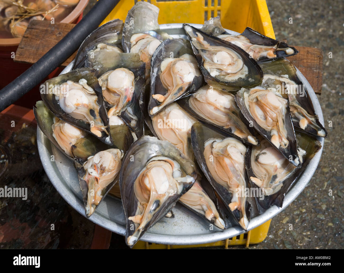 Shell king hi-res stock photography and images - Alamy