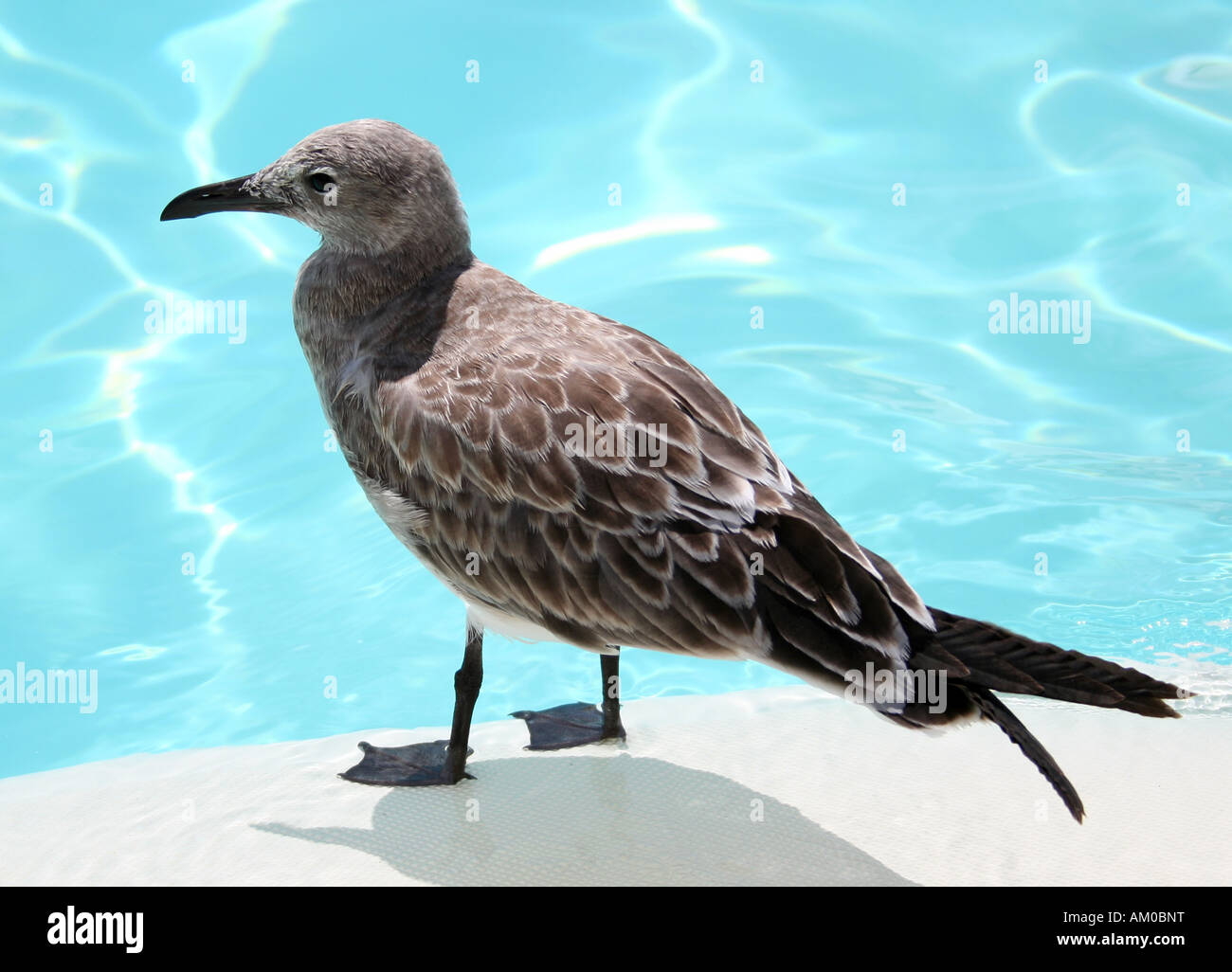 Bird on the edge of a swimming pool Stock Photo - Alamy