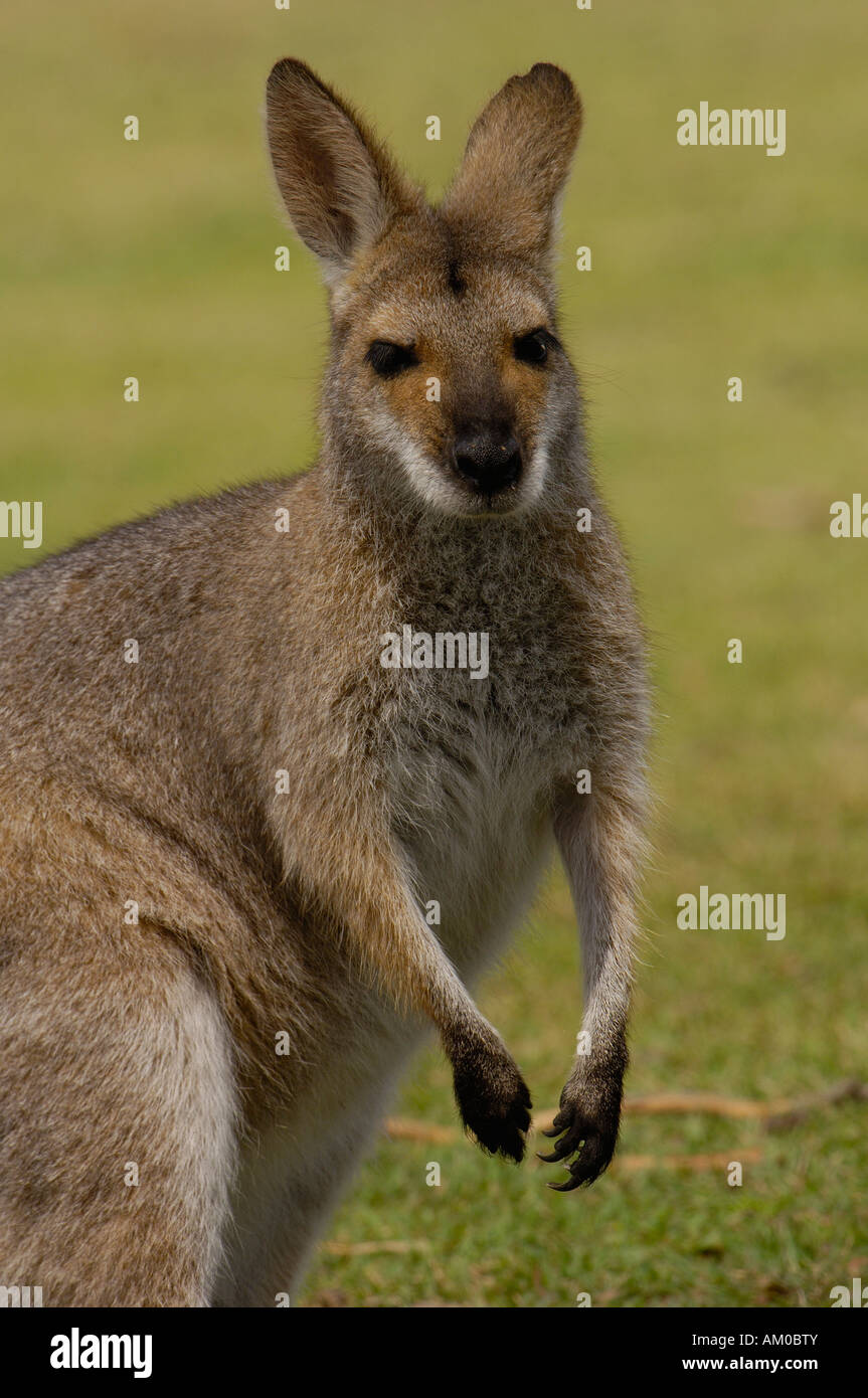 Pretty-faced Wallaby or Whiptail Wallaby (Macropus parryi) CAPTIVE ...