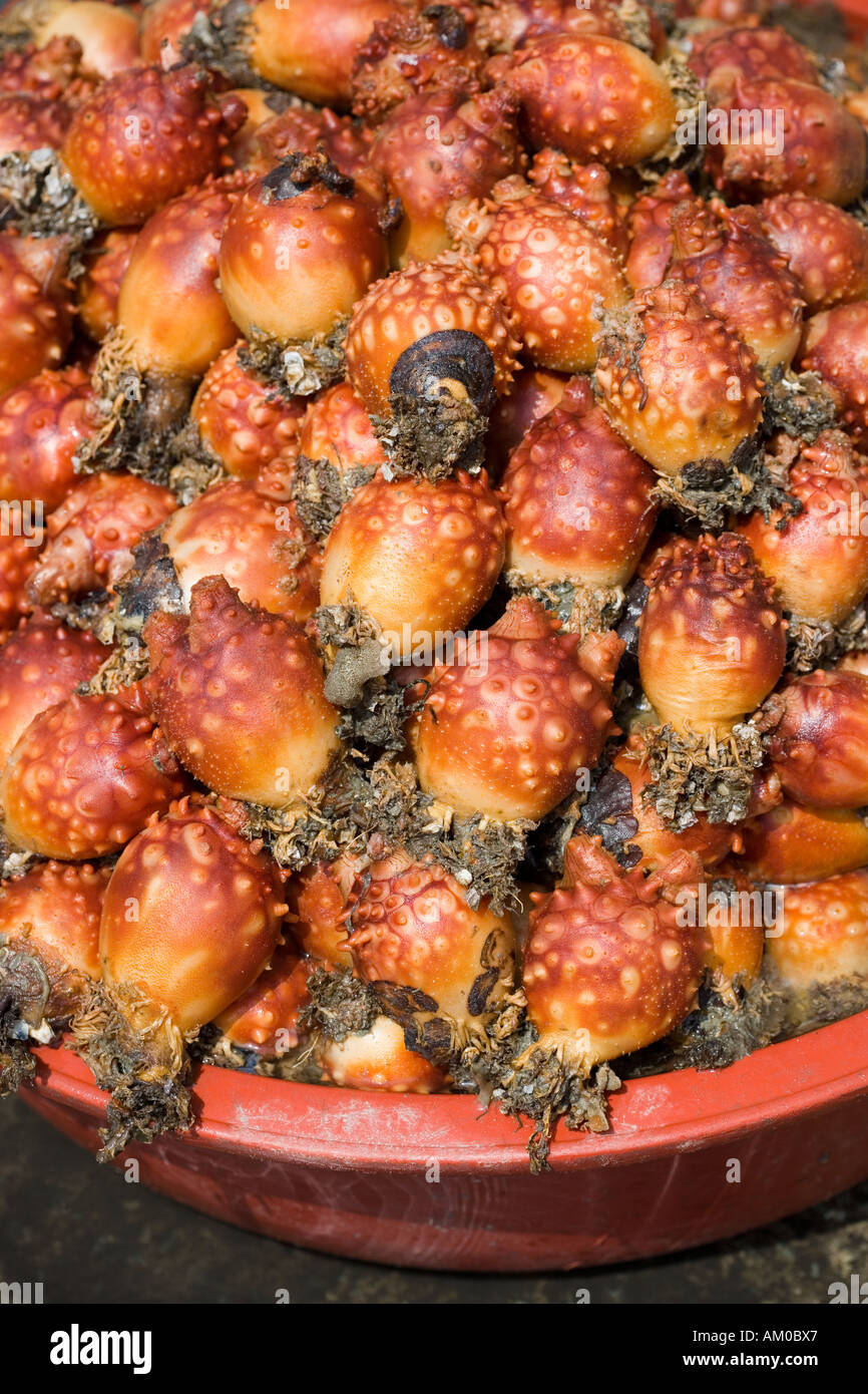 Sea squirts seafood jagalchi fish hi-res stock photography and images ...