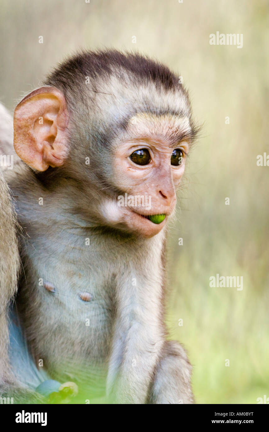 Portrait of a cute baby vervet monkey Stock Photo - Alamy