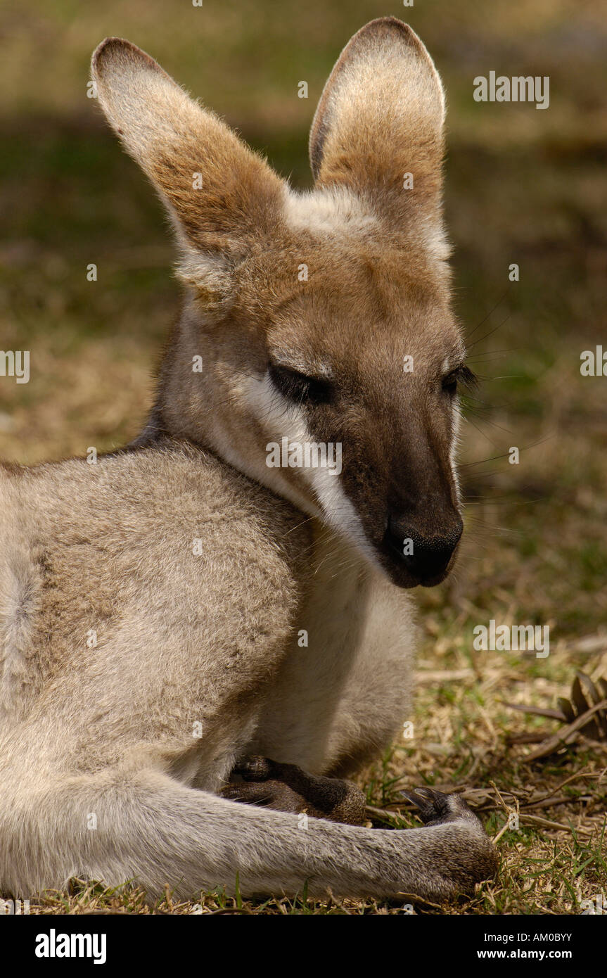 Whiptail Wallaby Australia Stock Photos & Whiptail Wallaby Australia ...