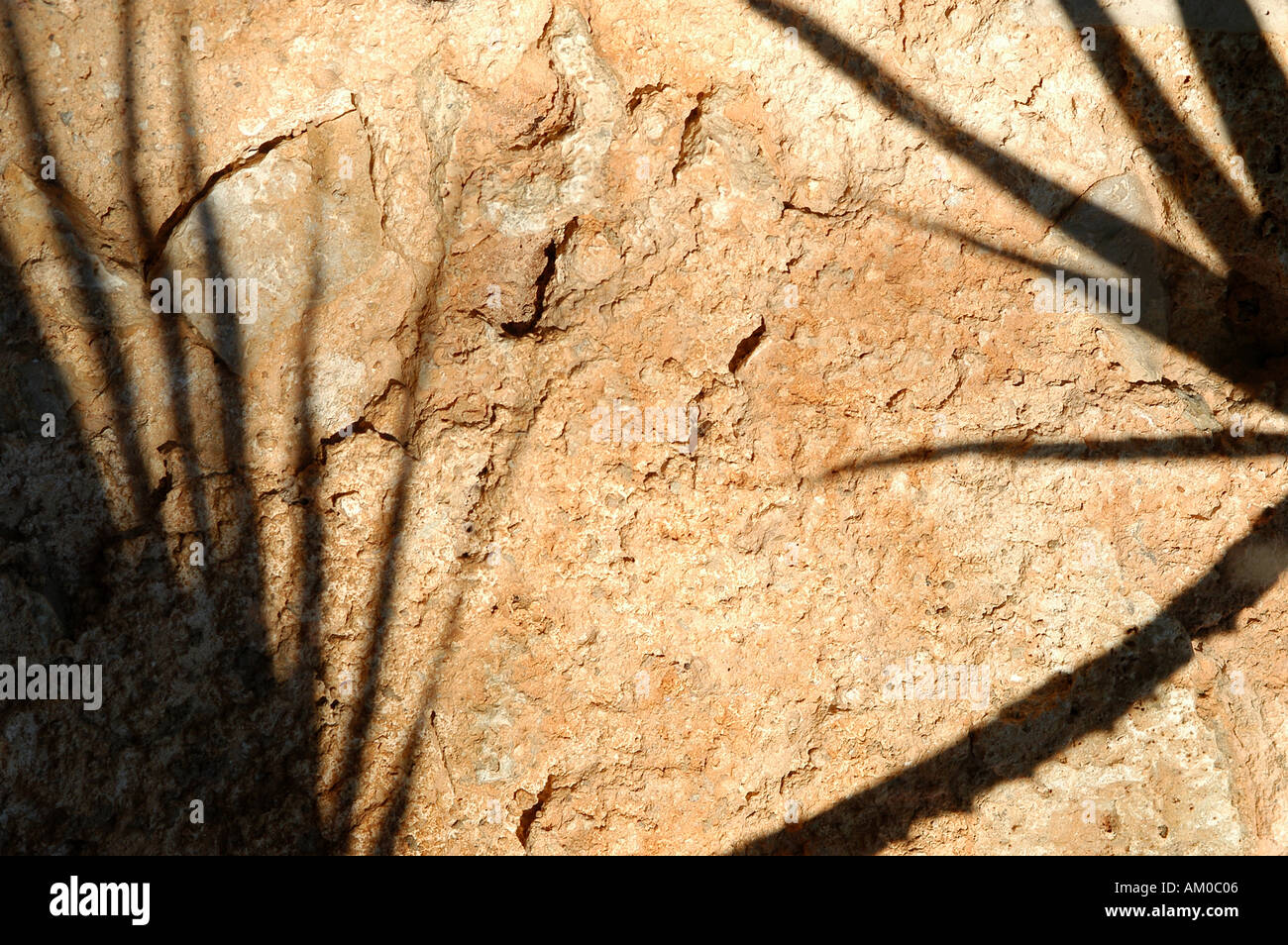 Palm tree Mallorca Majorca Spain Europe Mediterranean Stock Photo - Alamy