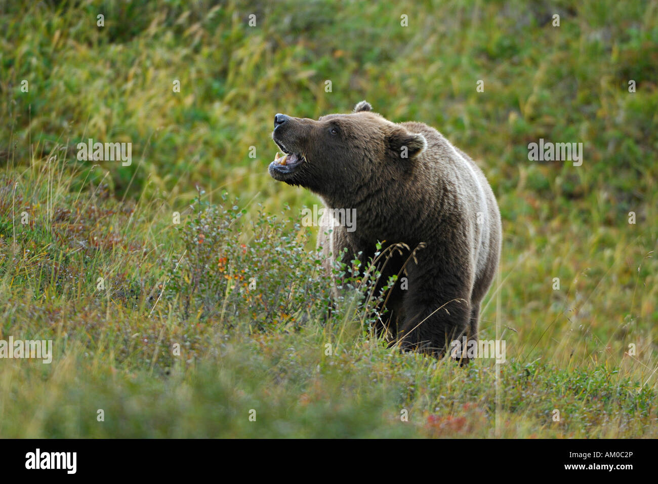 Roar grizzly bear hi-res stock photography and images - Alamy