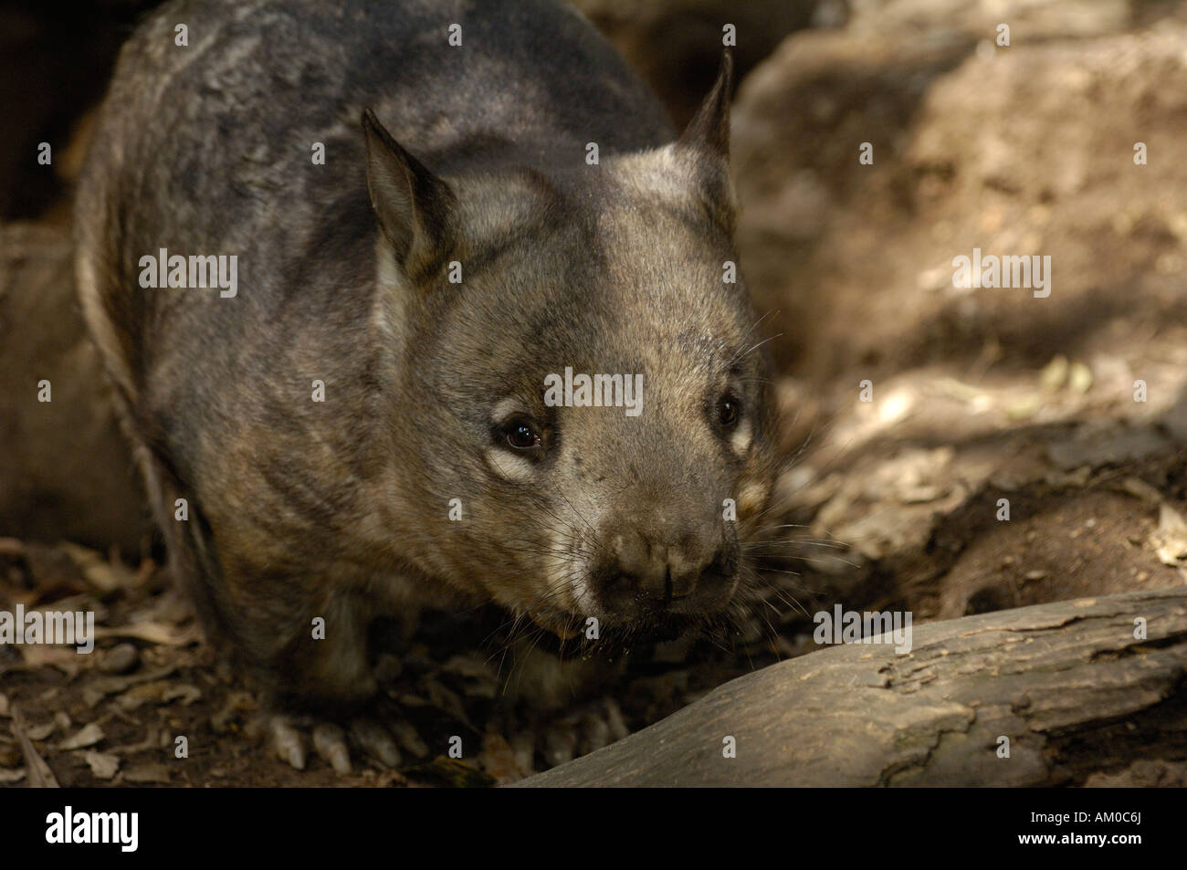 Southern Hairy-nosed Wombat (Lasiorhinus latifrons). (CAPTIVE ...
