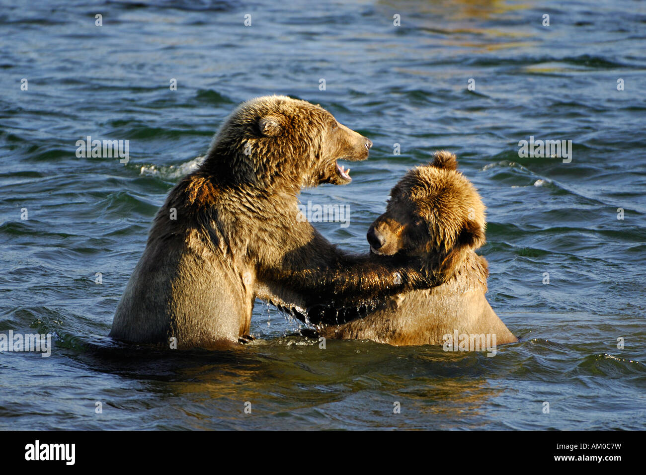 Alaska brown bear (ursus arctos), two pups in a playful fight, Katmai ...