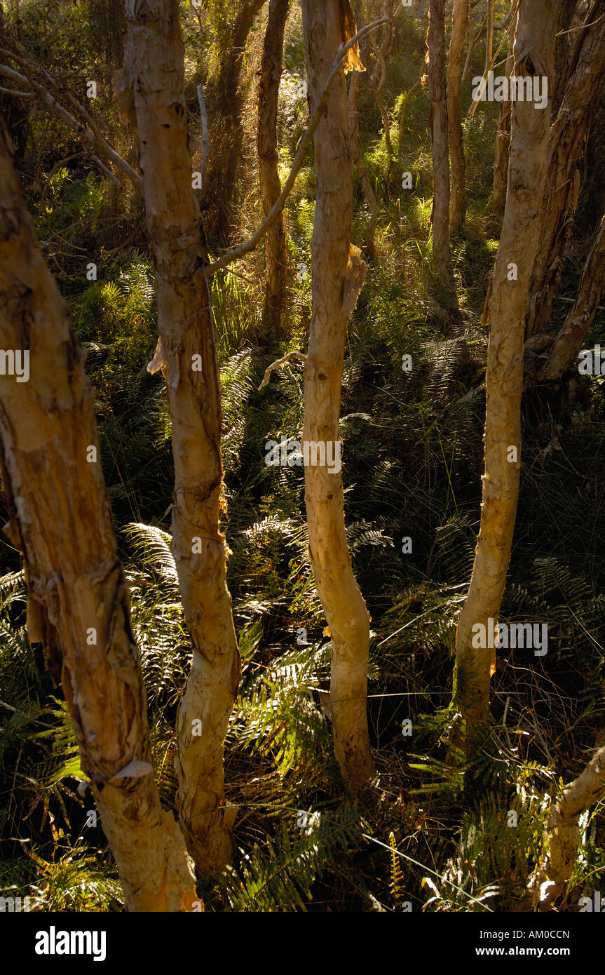 Paper-bark tea tree (Melaleuca quinquenervia) North Stradbroke Island ...