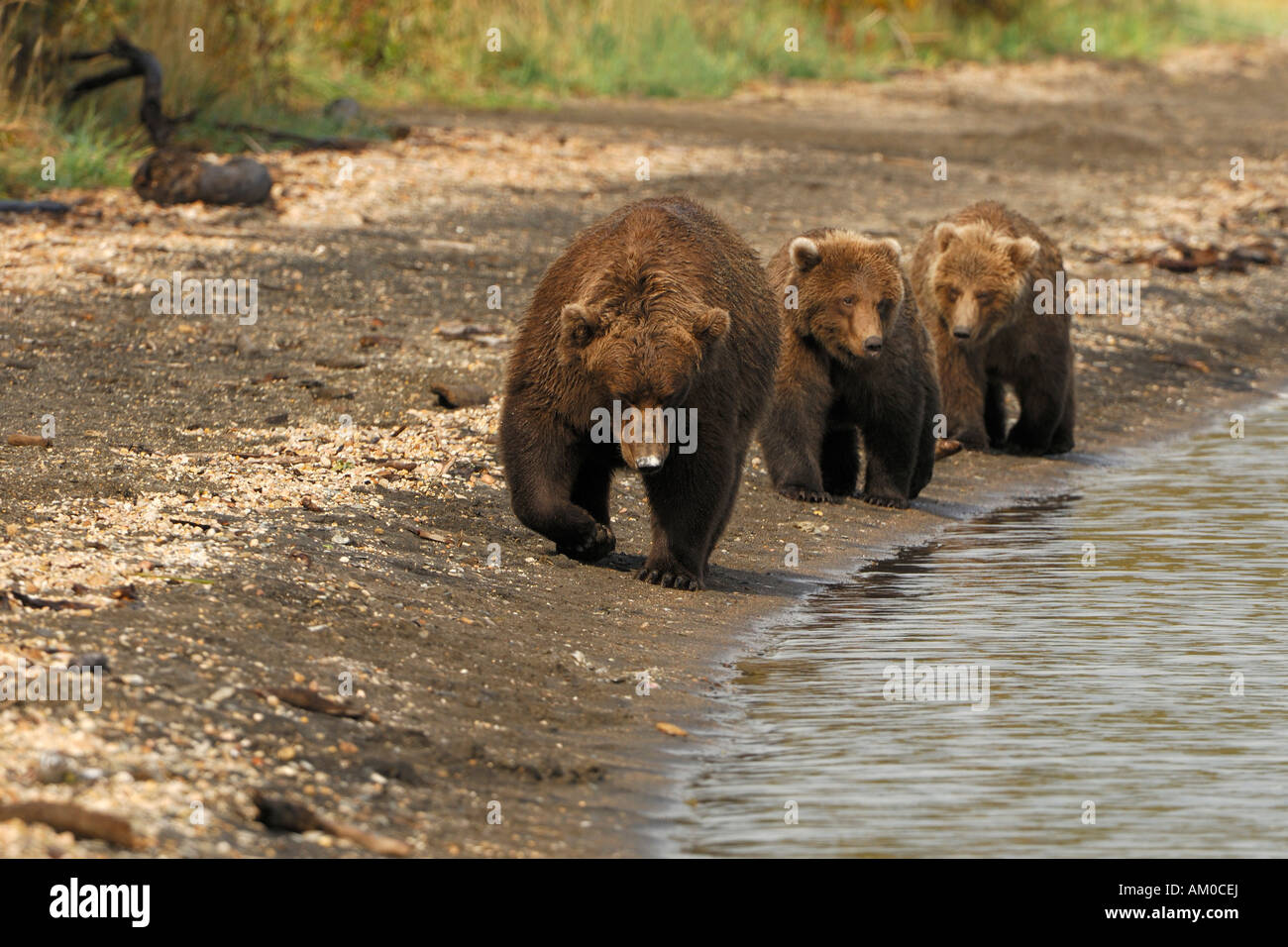 Alaska brown bear (ursus arctos) she-bear with pups, Katmai National ...
