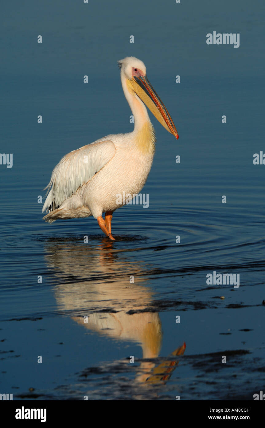 Standing pelican hi-res stock photography and images - Alamy