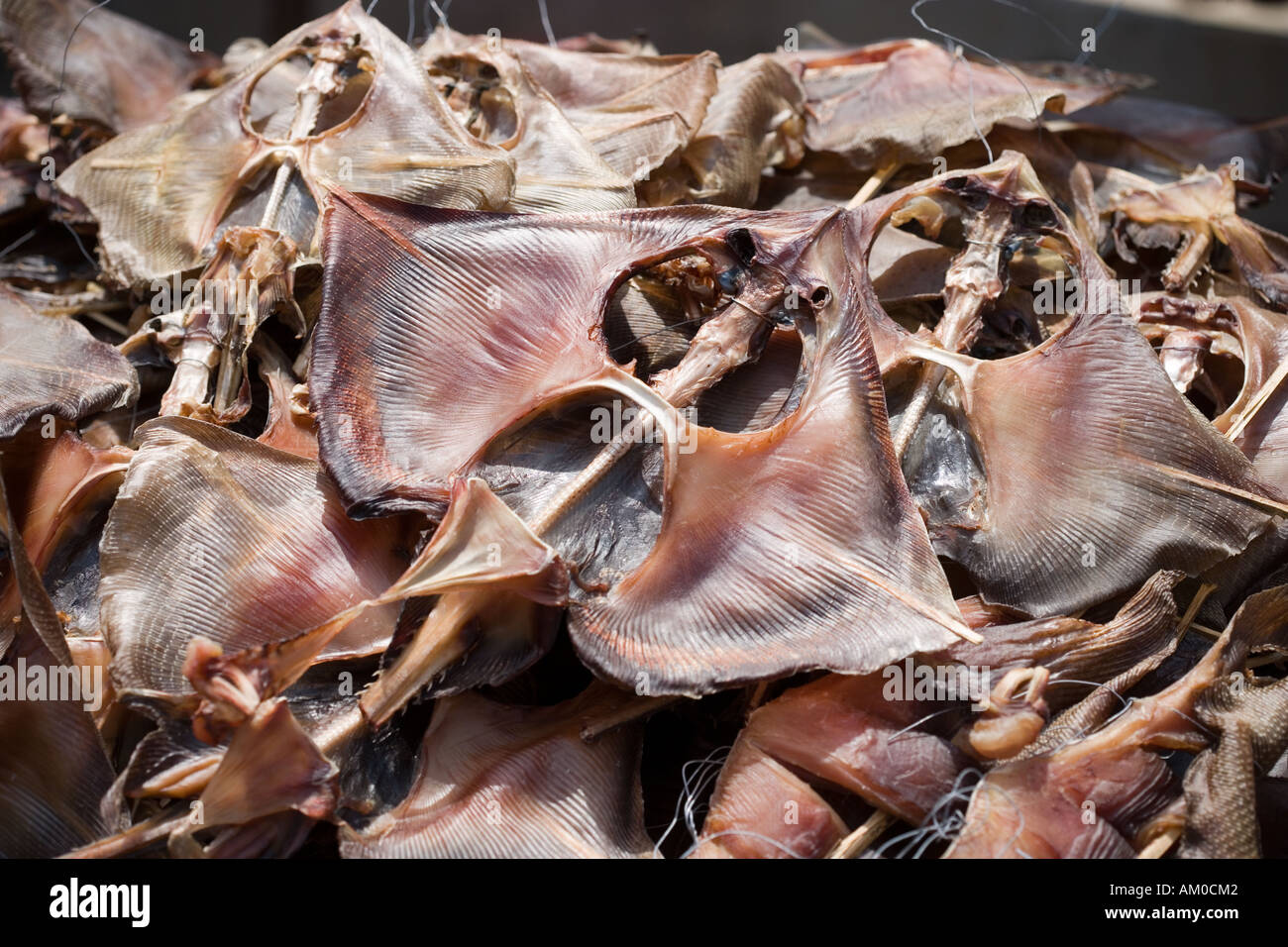 Dried Ray Rayfish Jagalchi Fish Market Busan South Korea Stock Photo ...
