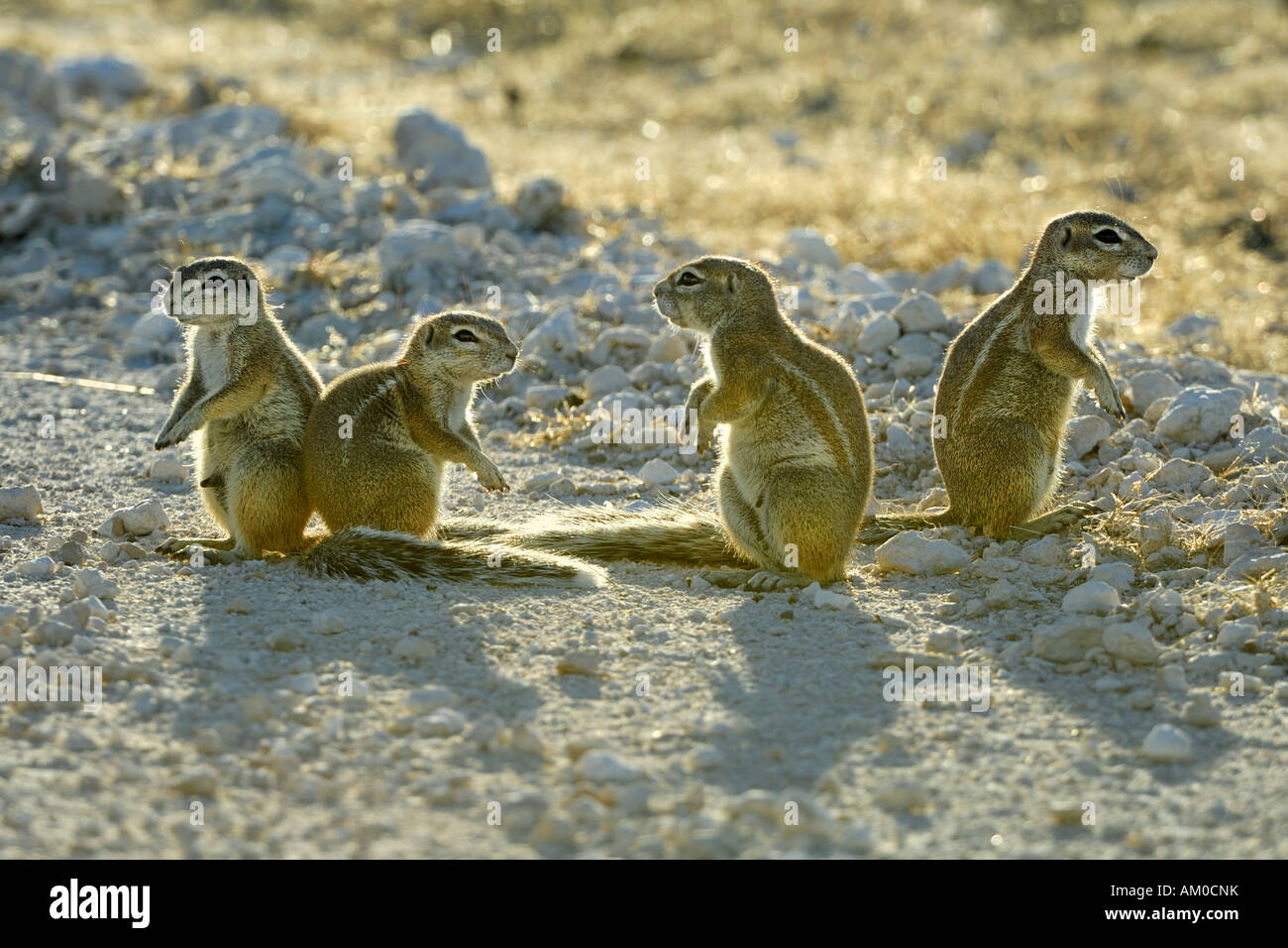 Ground squirrel group hi-res stock photography and images - Alamy